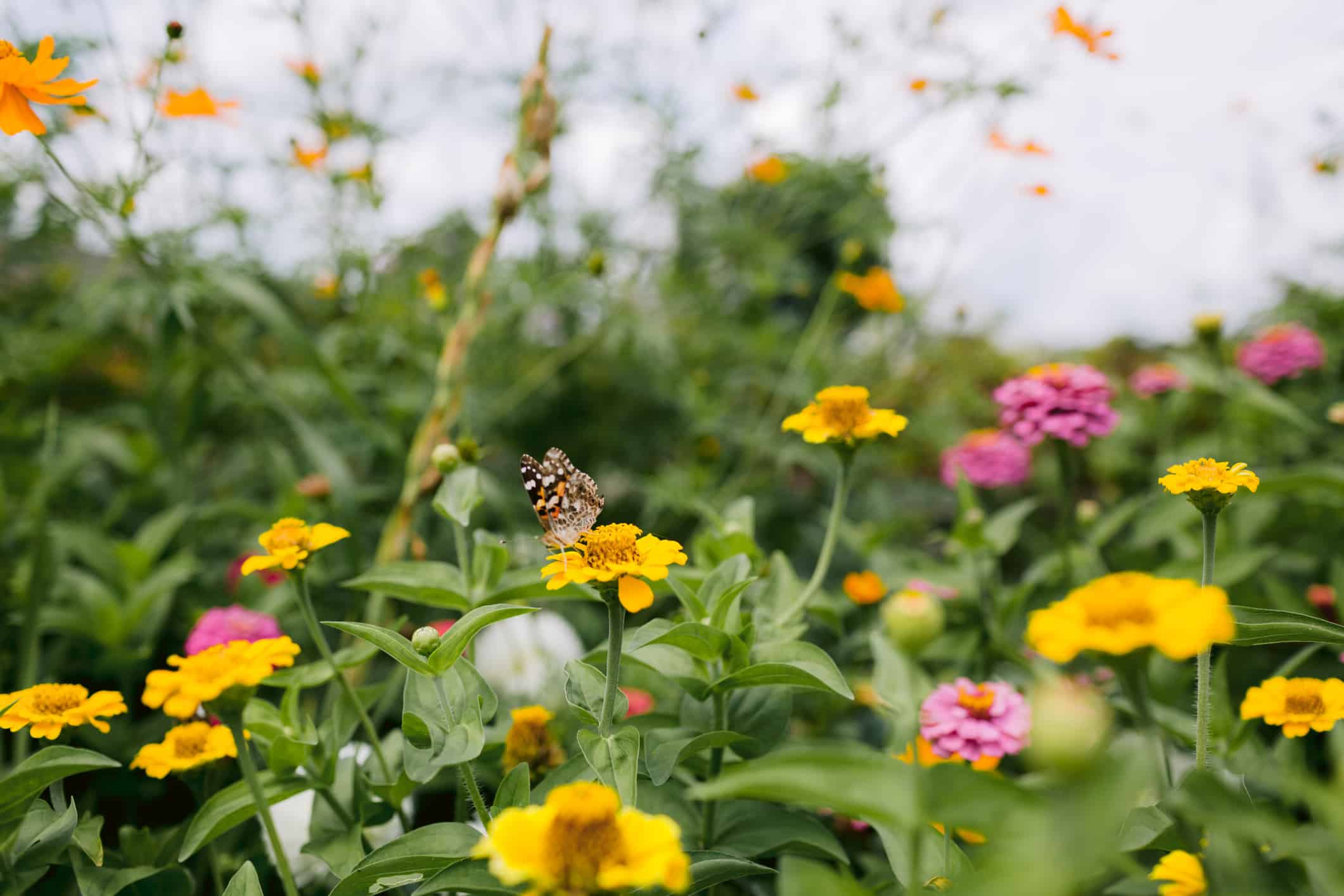 Trends for 2023 in the Garden - Blomidon Nurseries