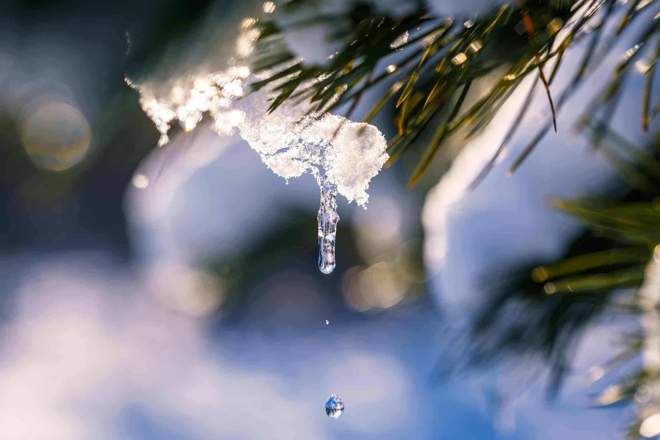 January! Already Thinking Spring! - Blomidon Nurseries
