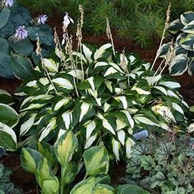 Hosta 'Vulcan' - Blomidon Nurseries