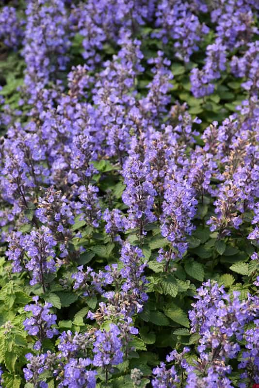 Nepeta Purrsian Blue - Blomidon Nurseries