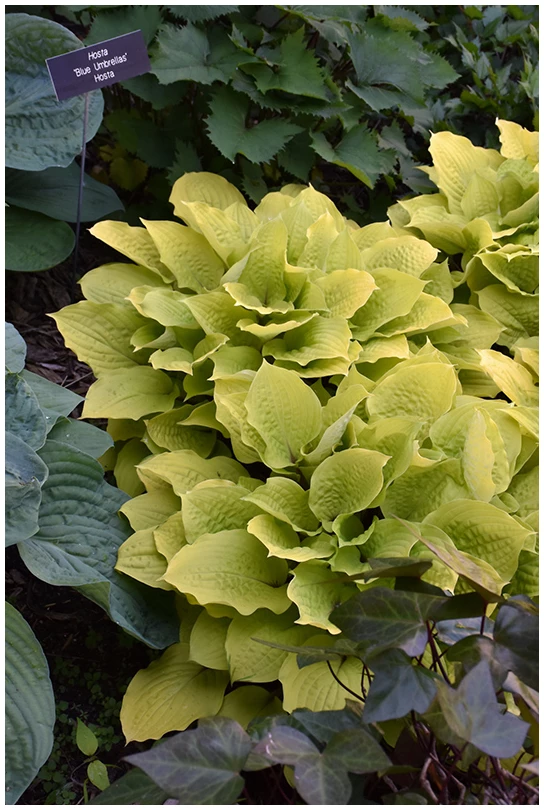 Hosta Fire Island - Blomidon Nurseries