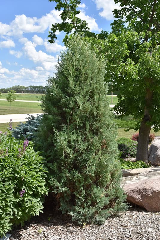 Juniperus scopulorum Medora - Blomidon Nurseries