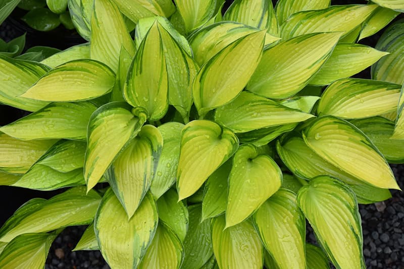 Hosta June Fever - Blomidon Nurseries
