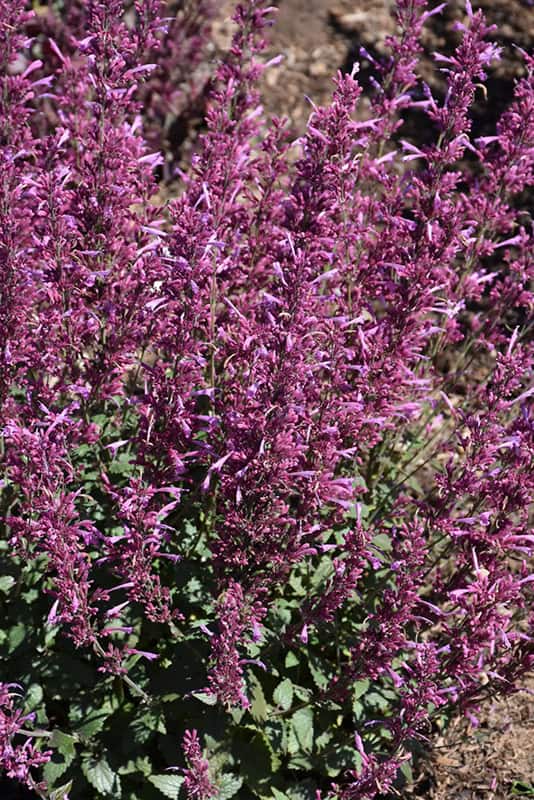 Agastache 'Royal Raspberry' - Blomidon Nurseries