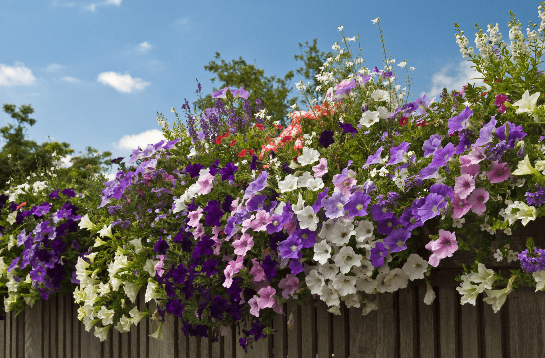 Thriving Annuals, Planters, And Hanging Baskets - Blomidon Nurseries