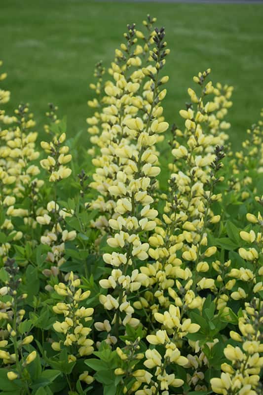 Baptisia 'Lemon Meringue' - Blomidon Nurseries