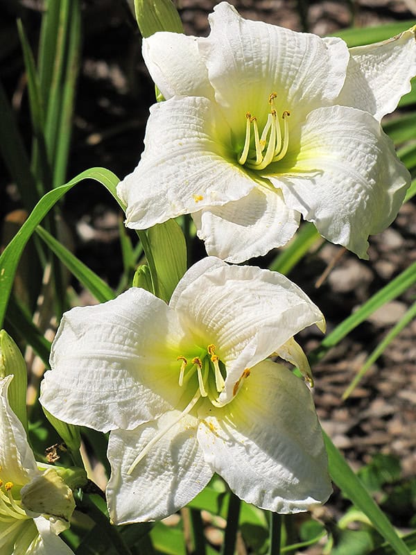 Hemerocallis "Gentle Shepherd" - Blomidon Nurseries