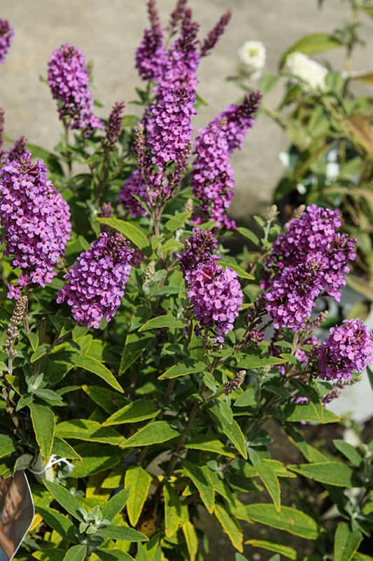 Buddleia Buzz "Birthday Cake' - Blomidon Nurseries