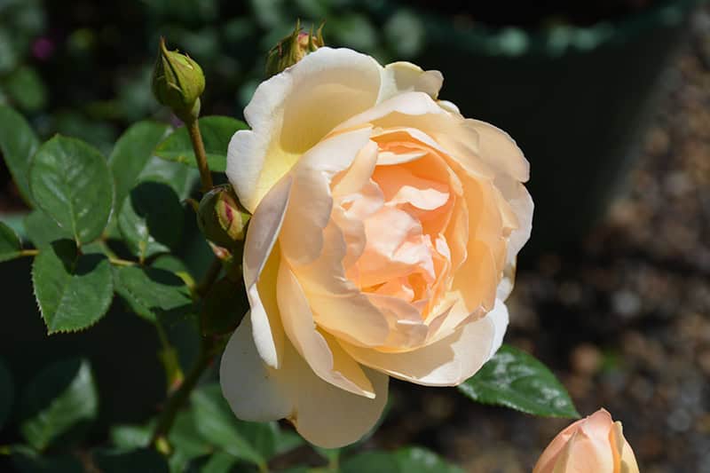 Rosa Wollerton Old Hall David Austin - Blomidon Nurseries