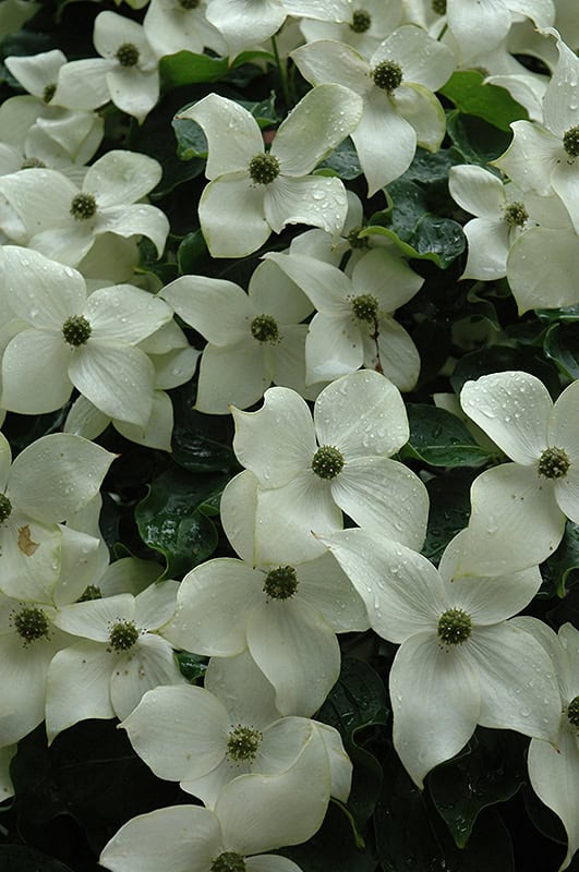Cornus kousa chinesis- Multi - Blomidon Nurseries