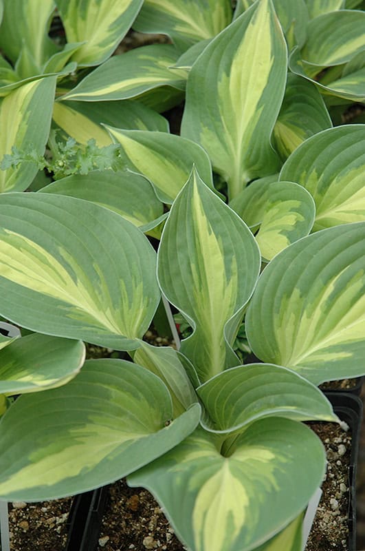 Hosta Ann Kulpa - Blomidon Nurseries