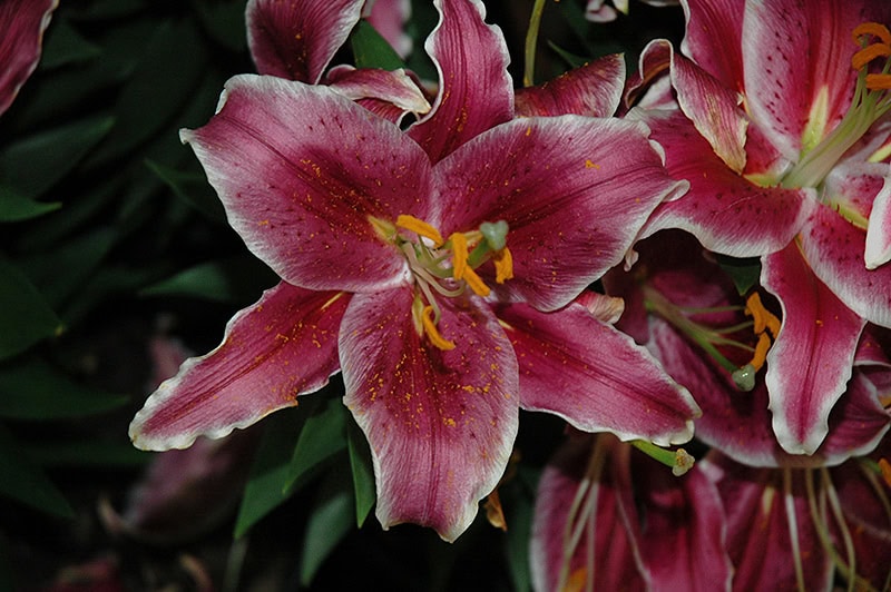 Lilium 'Sunny After Eight' - Blomidon Nurseries