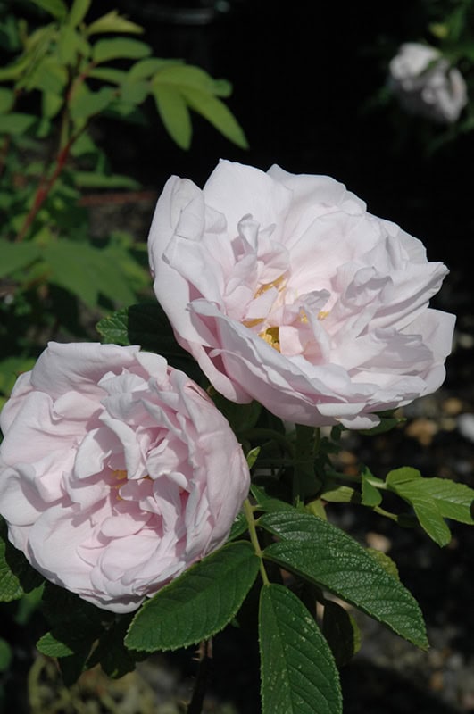 Rosa Snow Pavement - Blomidon Nurseries