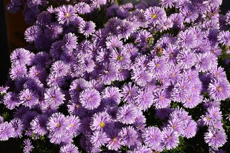 Aster Peter III - Blomidon Nurseries