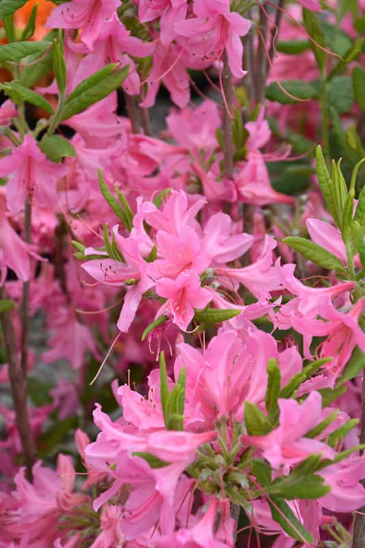 Azalea Nothern Hi-LIghts - Blomidon Nurseries
