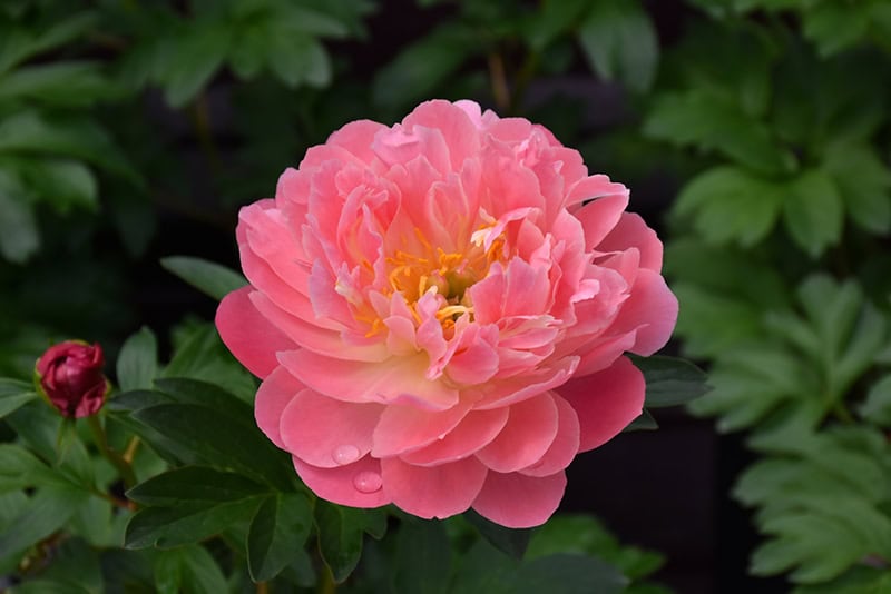 Paeonia Pink Hawiian Coral - Blomidon Nurseries