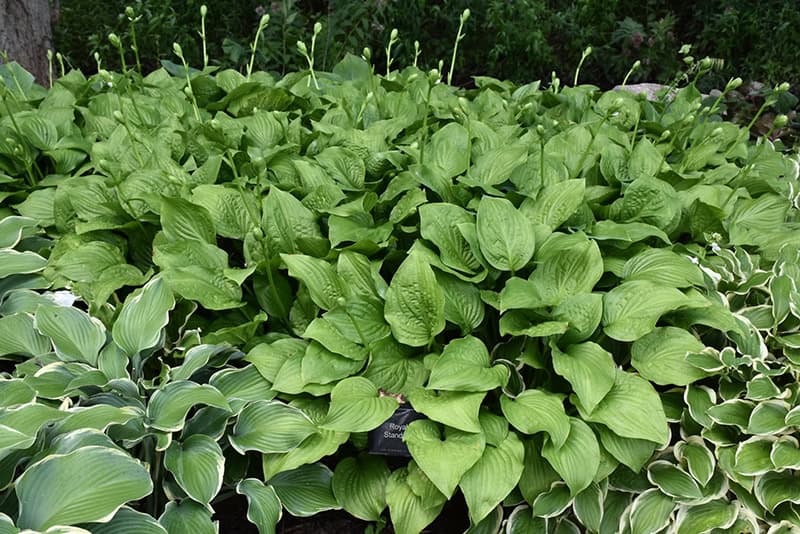 Hosta "Royal Standard" - Blomidon Nurseries