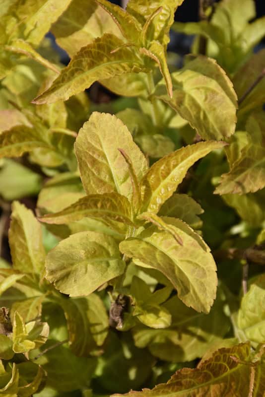 Diervilla Seesilifolia "Firefly" - Blomidon Nurseries