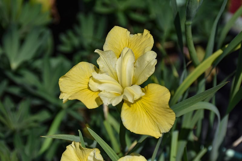 Iris siberica Sun Fisher - Blomidon Nurseries