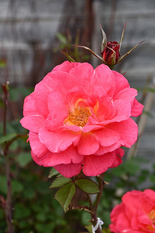 Rosa Shrub Cinnamon Hearts - Blomidon Nurseries