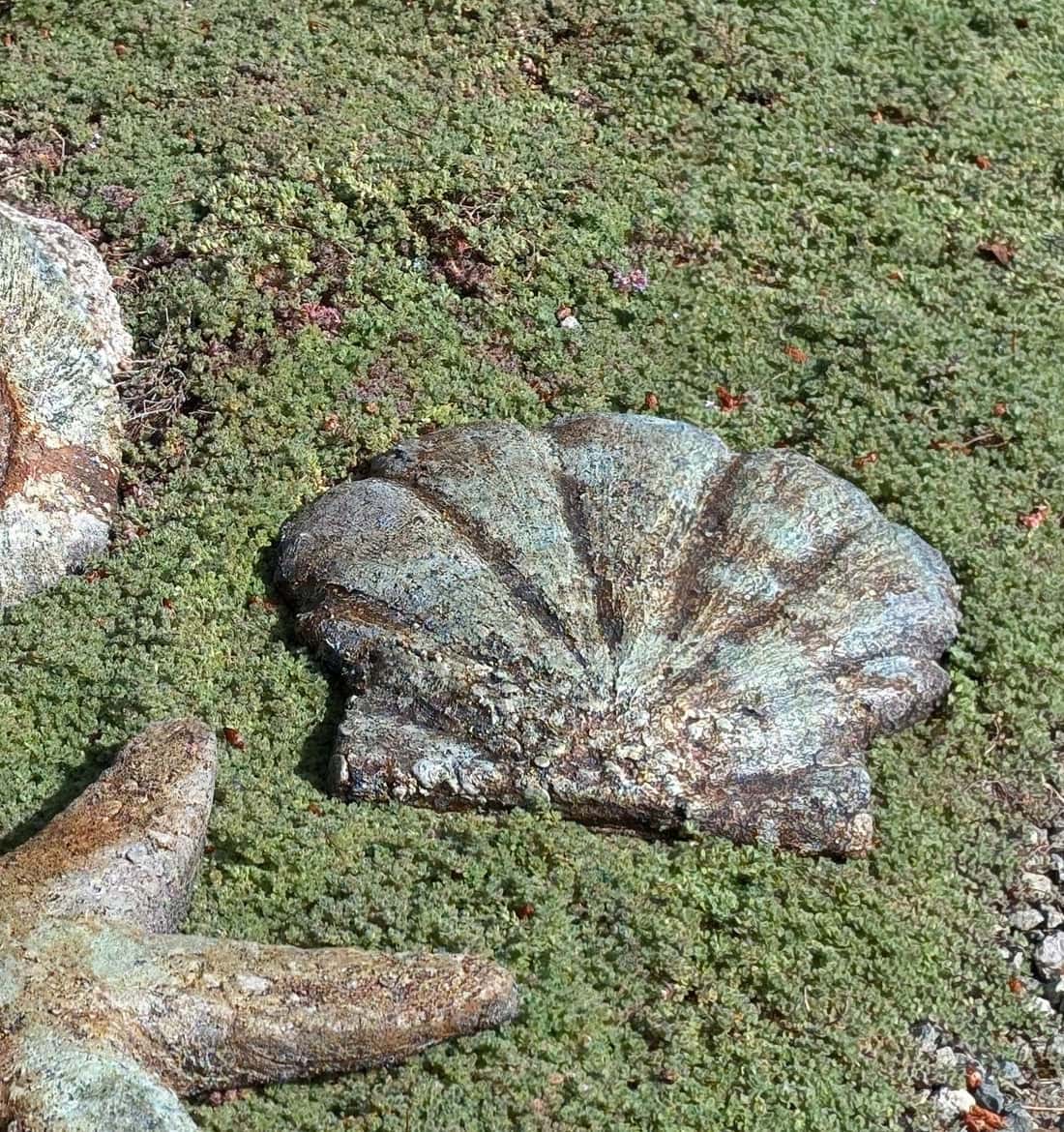 Scallop Shell- Western Slate - Blomidon Nurseries