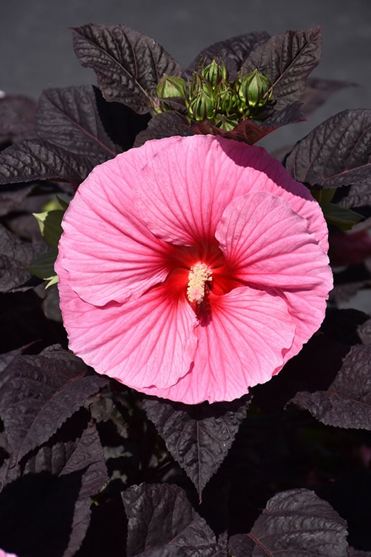 Hibiscus Edge of Night-PW - Blomidon Nurseries
